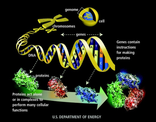 Bài 6 Axit nucleic